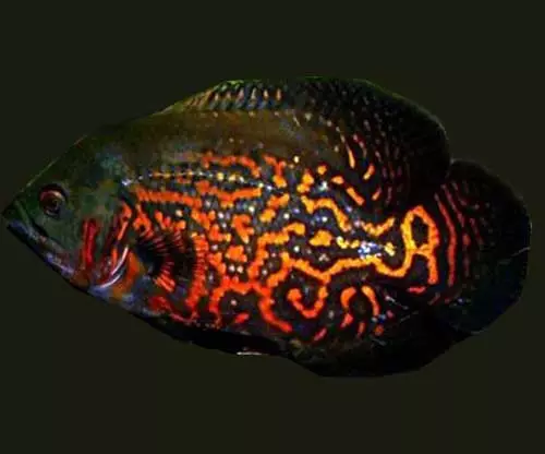 astronotus tsov