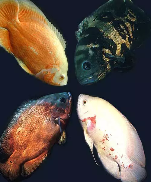 Varietéë vun Astronotus