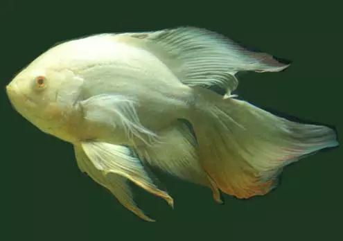 Schleierte Albino Astronotus