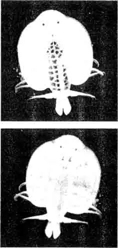 Brachiura (haltetvek, kárászfalók)