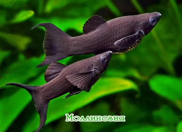 Black mollies (aquarium fish), white, balloon - maintenance, reproduction, photo of female, male and fry