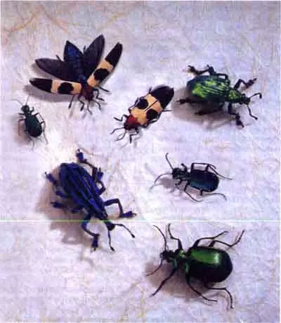 Beetles and their role in nature