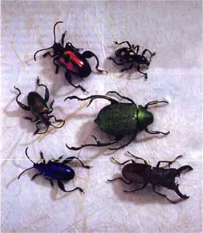 koleksyon ng mga beetles