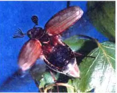 Monghali Chafer