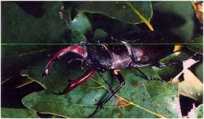 stag beetle