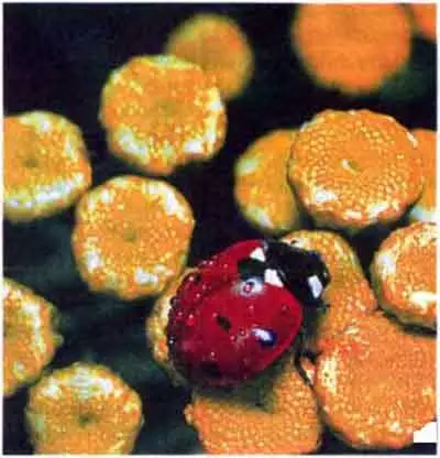 Seven-spotted ladybird (Coccinella septempunctata L.)