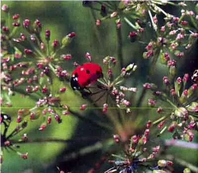 Ladybird kanthi pitung (Coccinella septempunctata L.)