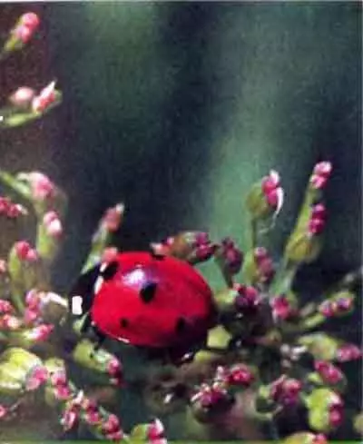 Ladybird kanthi pitung (Coccinella septempunctata L.)