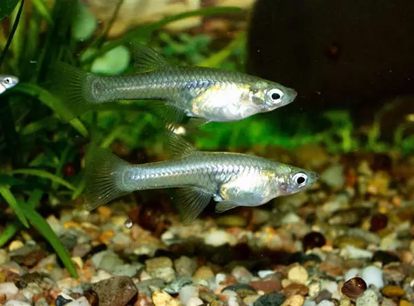 Viviparous fish species