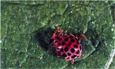 Burgonya vagy 28 pontos katicabogár (Epilachna vigintioctomaculata Motsch.)