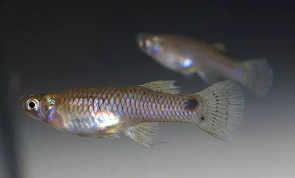 Gambusia affinis Gambusia affinis, वा साधारण