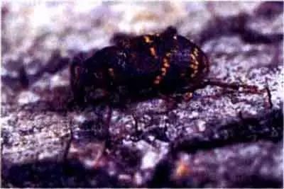 Huru wepine weevil (Hylobius abietis L.)