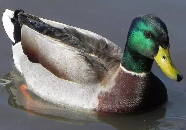 Spørsmålet om forholdet mellom mennesker og dyr