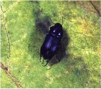 Çörək böcəyi (Zabrus tenebrioides Goeze)