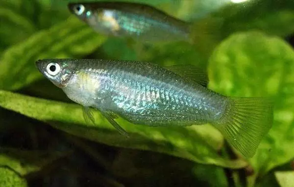 Heterandria bimaculata (Pseudoxiphophorus bimaculatus)