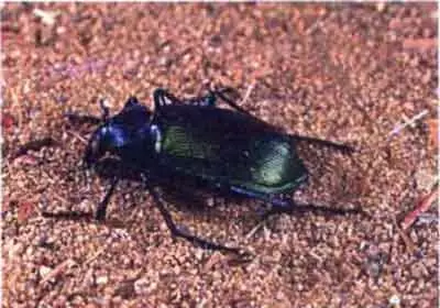 En vacker doftande eller myskbagge, eller en stor valpjägare-bandit (Calosoma sycophanta L.)