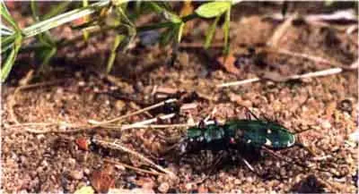 Steed allamuigh (Cicindela campestris L.)