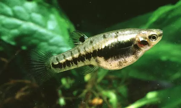 Heterandria formosa Heterandria formosa. "Formosa"