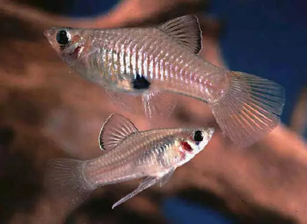 UPhallichthys ulingisa ama-Fallichthys amates