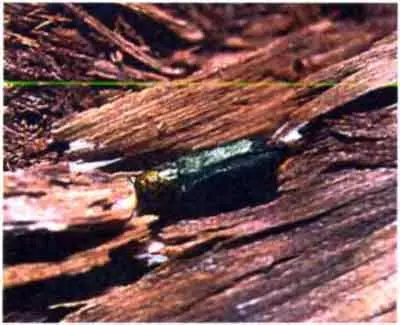 Zöld, keskeny testű aranyhal (Agrilus viridis L.)