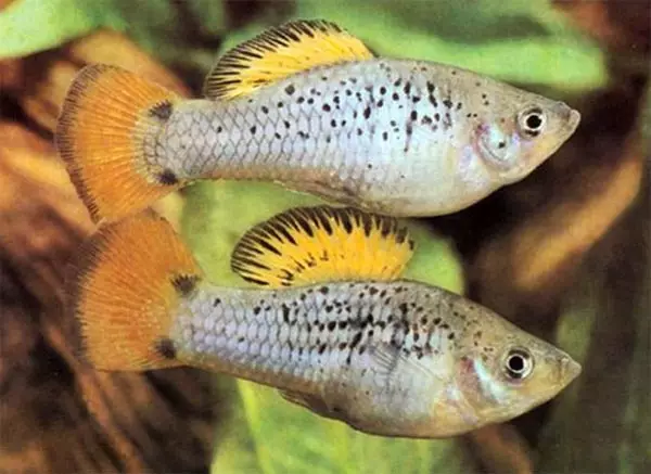 Poecilia (Mollienesia) latipinna Mollies largi. Lyatipinna