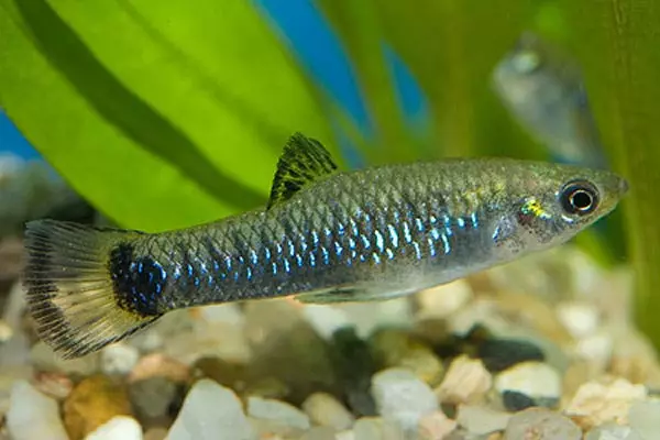 Poecilia melanogaster Limia uliuli-bellied