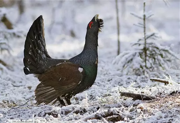 Pianificazione della fauna selvatica della striscia della taiga