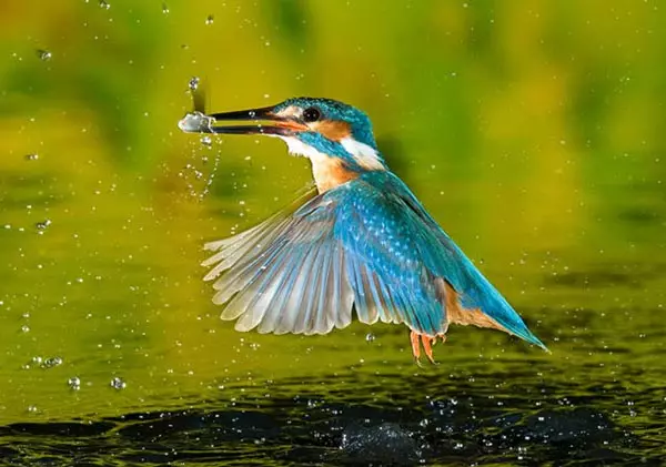 Ningkatkeun durasi waktos nyarang manuk