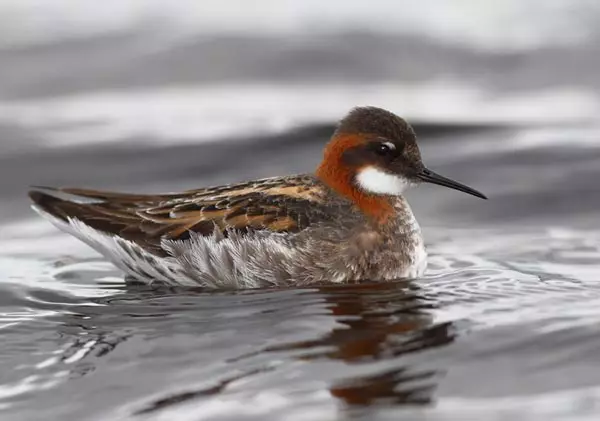 နှာခေါင်းပတ်လည်ရှိ phalarope (Phalaropus lobatus L. )