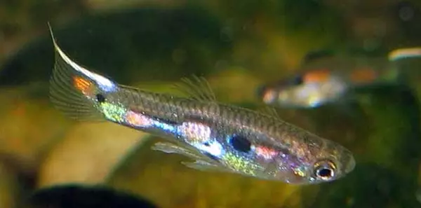 Poecilia (Lebistes) reticulata Guppy 767_2