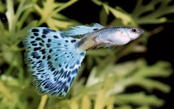 Poecilia (Lebistes) reticulata Guppy 767_4