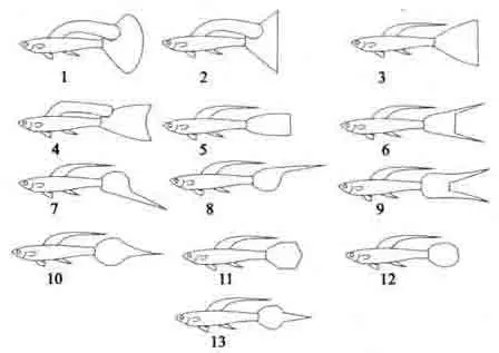 標準孔雀魚形態 1-扇尾，2-三角，3-銳角扇尾，4-裙，5-旗尾，6-雙劍，7-下劍，8-上劍，9-七弦琴-尾, 10 - 矛尾, 11 - 刀尾, 12 - 圓尾, 13 - 針尾