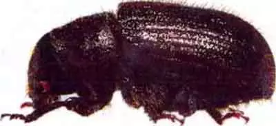 Malaking spruce bark beetle, o dendroctone (Dendroctonus micans Kug.)