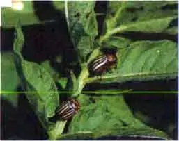 I-Colorado amazambane beetle (Leptinotarsa ​​decemlineata Say.)