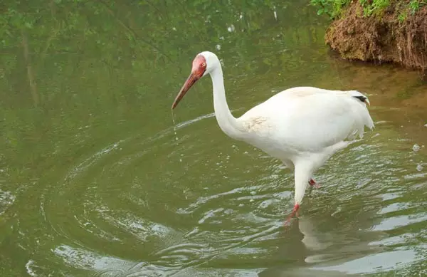 Siberian Crane Biologie