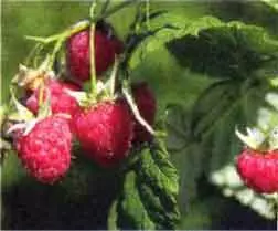 Xayawaanka Raspberry (Byturus tomentosus E)