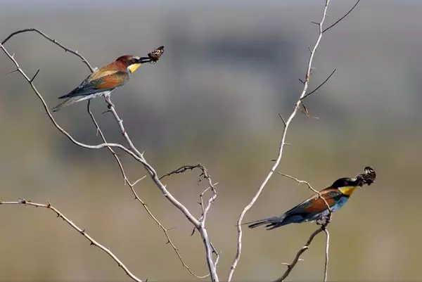 Makanan burung terbang di pantai Laut Hitam Kaukasus