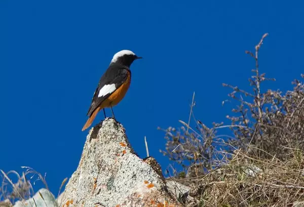 Malunga nobusika isondlo se-red-bellied redstart kwi-Central Caucasus