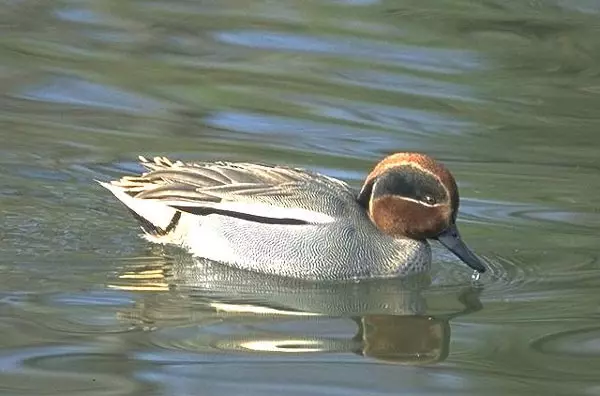 Mass banding and capture of waterfowl