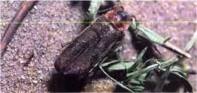 Escarabajo blando marrón (Cantharis fusca L.)