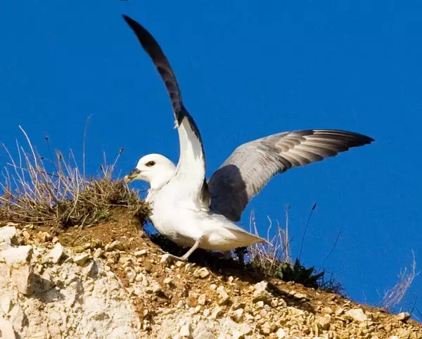 Petrel de tormenta do norte e fulmar pacífico