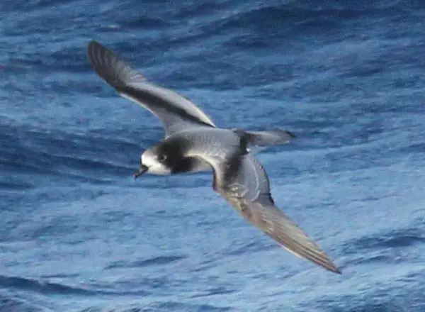 White-fronted Typhoon (Pterodroma leucoptera Gould)