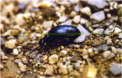 Camisa negra (Meloe proscarabaeus L.)