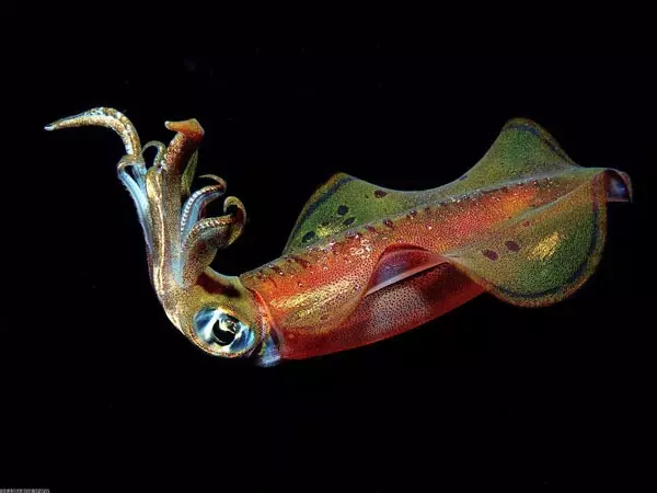 I calamari sono uno dei gruppi di cefalopodi più interessanti e misteriosi