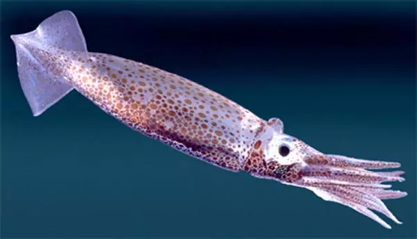 Le fausaga ole squid gladius Nototodarus hawaiiensis