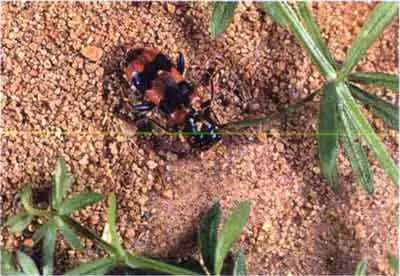 Ant-moth, lossis ntsaum motley (Thanasimus (= Cleroides) formicarius L.)