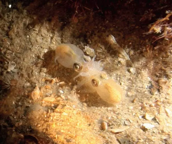 Nyamayi Ornithoteuthis volatilis