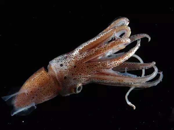 Faʻatulagaina i totonu ole squid gladius Ornithoteuthis volatilis