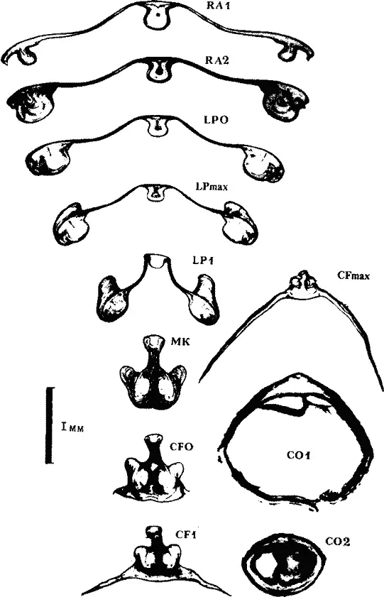 Сохтори дохилии калмар gladius Ornithoteuthis volatilis 7935_5