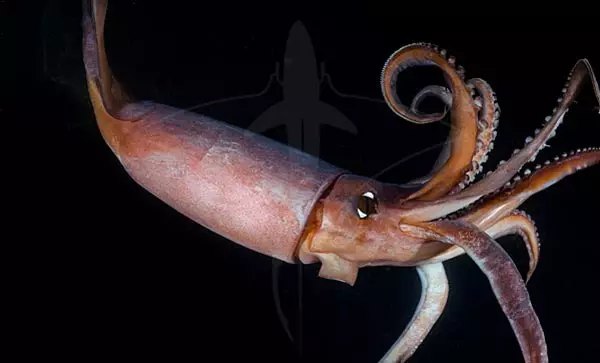 An caidreamh gladius agus squid comhlacht bog